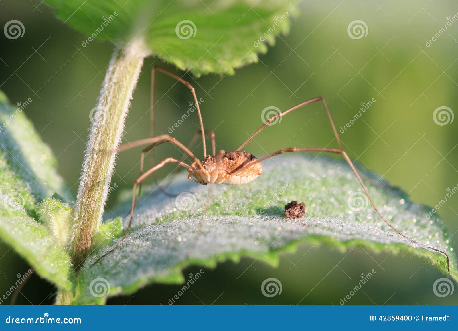 Harvestman spider stock photo. Image of daddy, close - 42859400