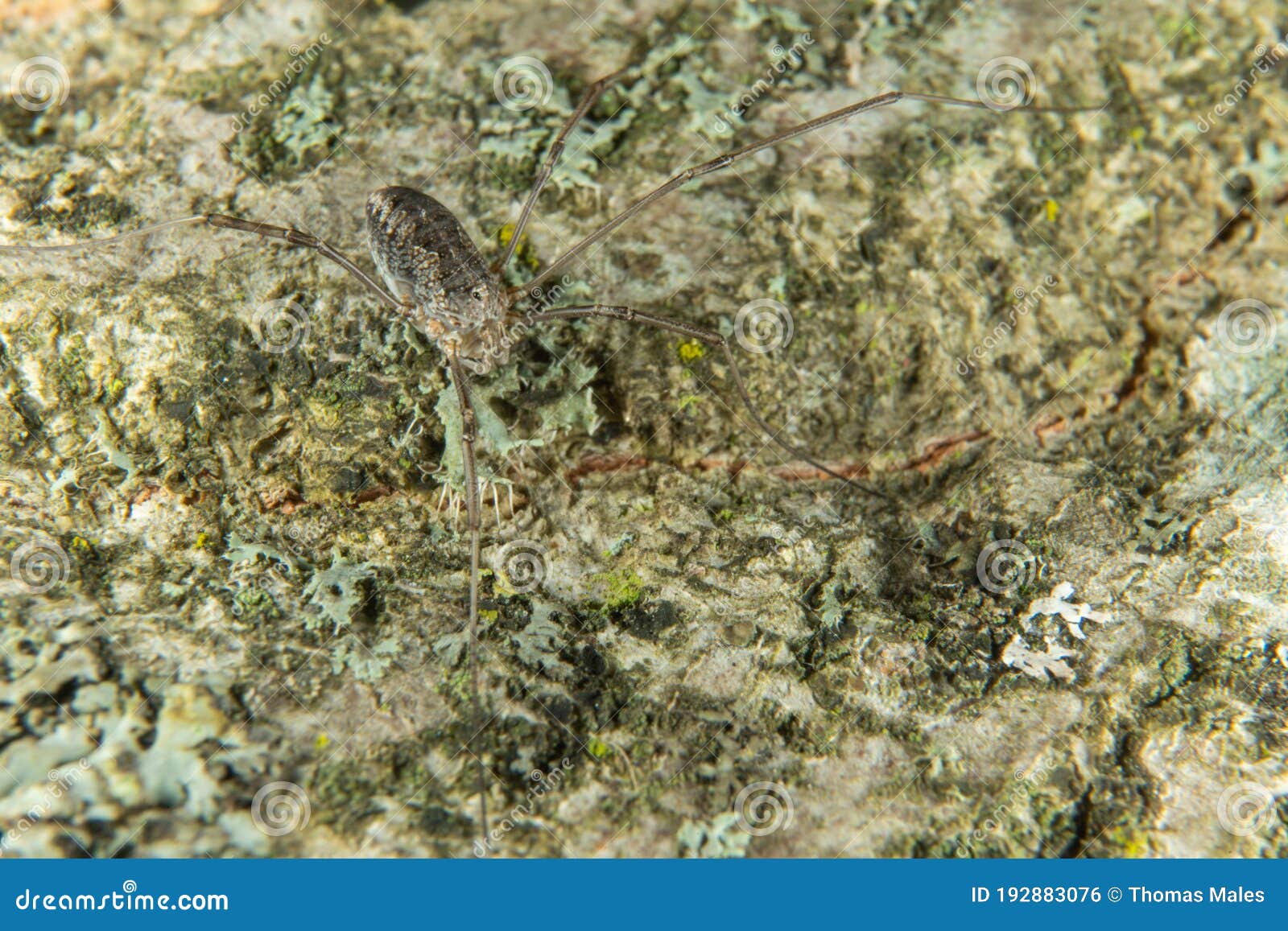 Opiliones stock photo. Image of creature, closeup, outdoors - 192883076