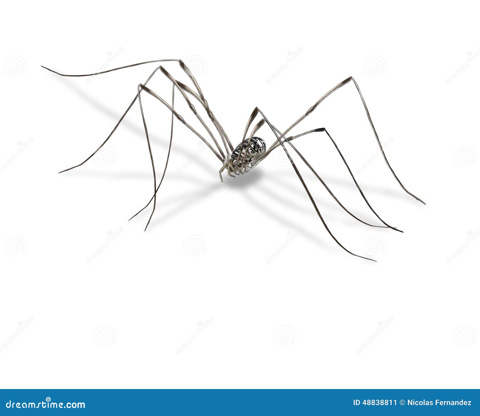 Opiliones Cartoons, Illustrations & Vector Stock Images - 27 Pictures ...