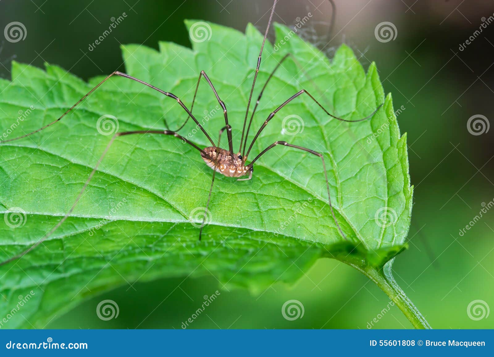 Harvestmen Spider stock photo. Image of nature, predator - 55601808