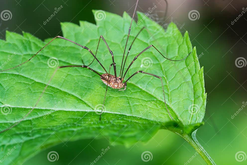 Harvestmen Spider stock photo. Image of nature, predator - 55601808