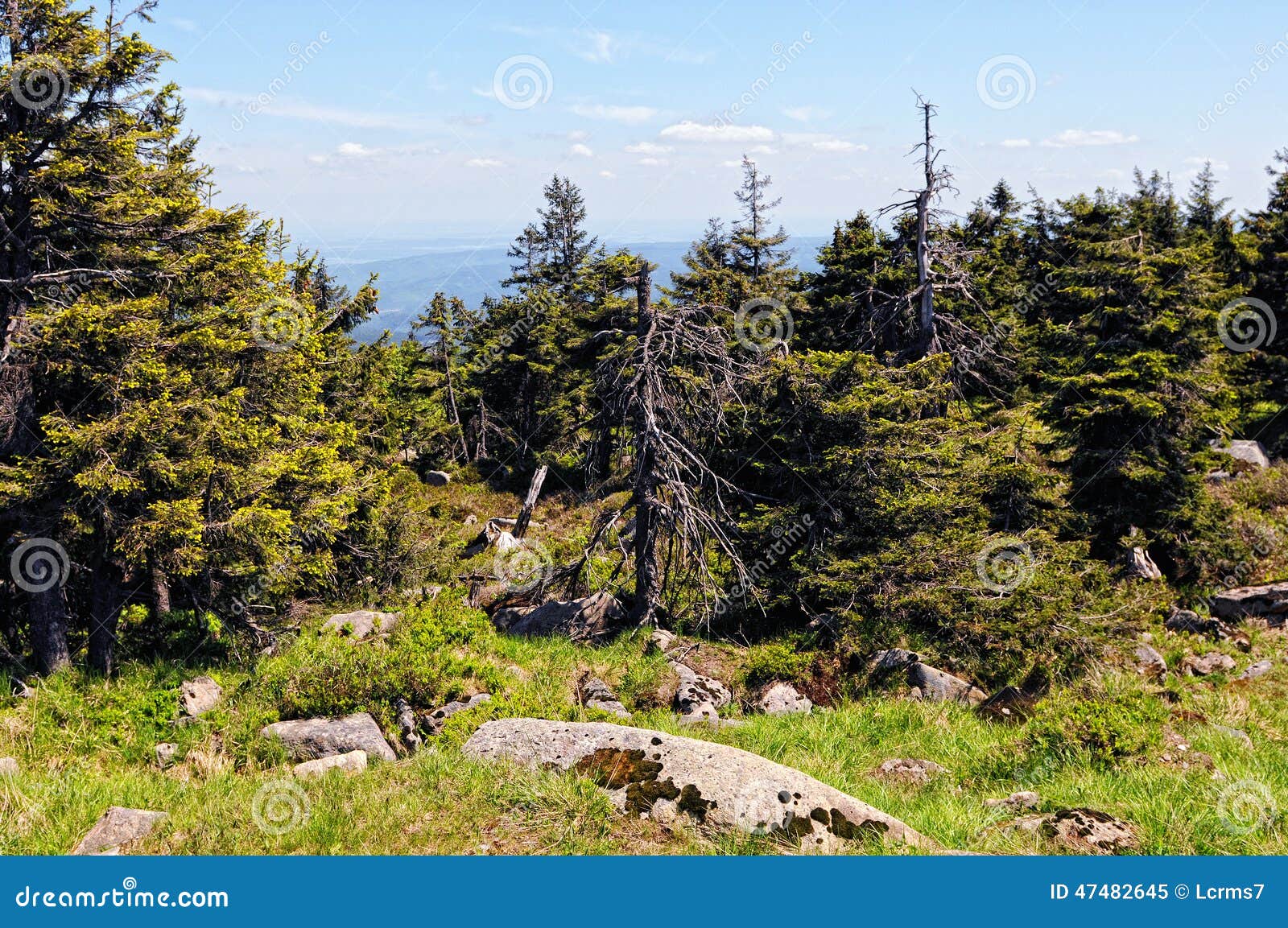Harz mountain forest stock image. Image of heather, woods - 47482645