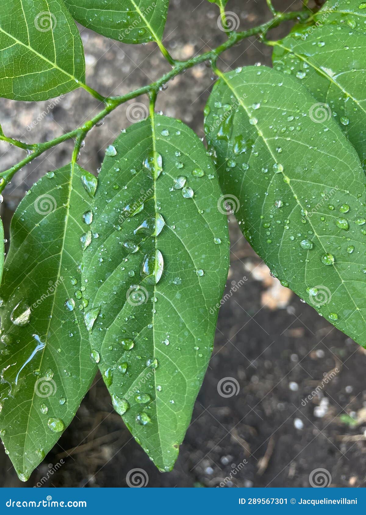 It Has Rained and Make Wet Leaf Stock Image - Image of produces, force ...