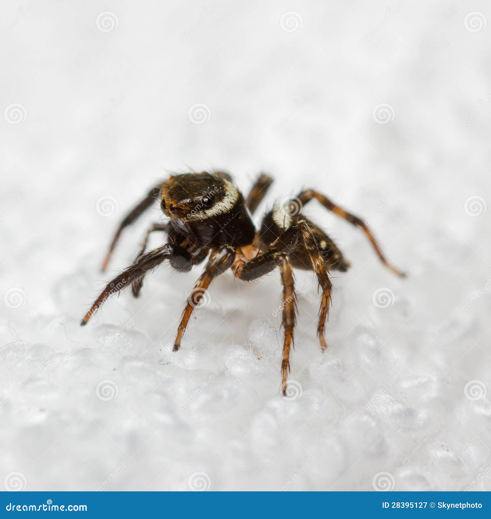 Hasarius Adansoni Springende Spinne Stockbild - Bild von gras, schön ...