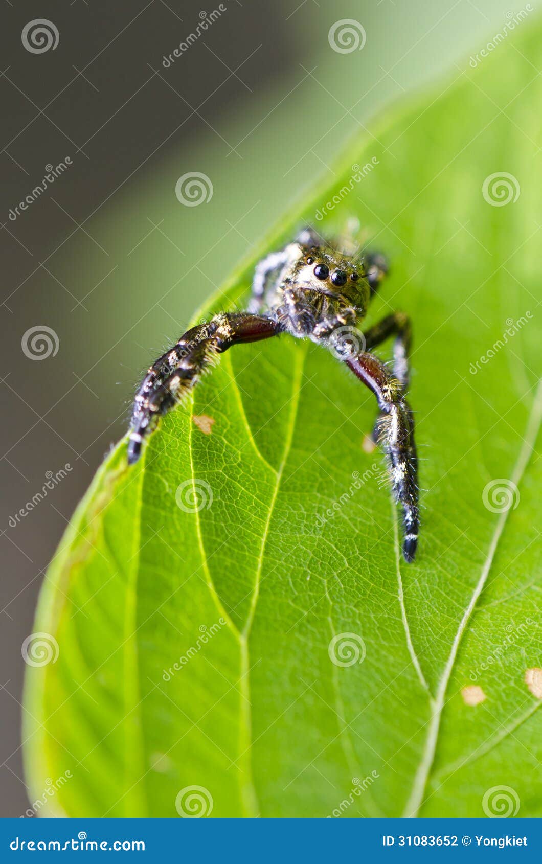 Hasarius-adansoni (springende Spinne) Stockfoto - Bild von arachnoidea ...