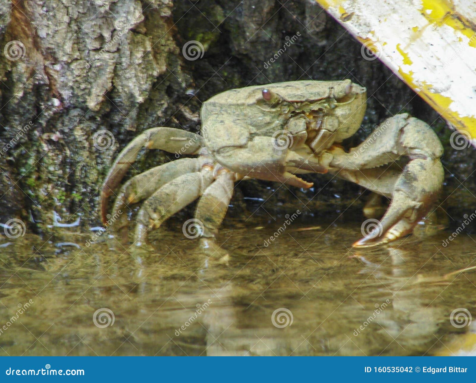 Hasbani River Located in South Lebanon Stock Photo - Image of jordan ...