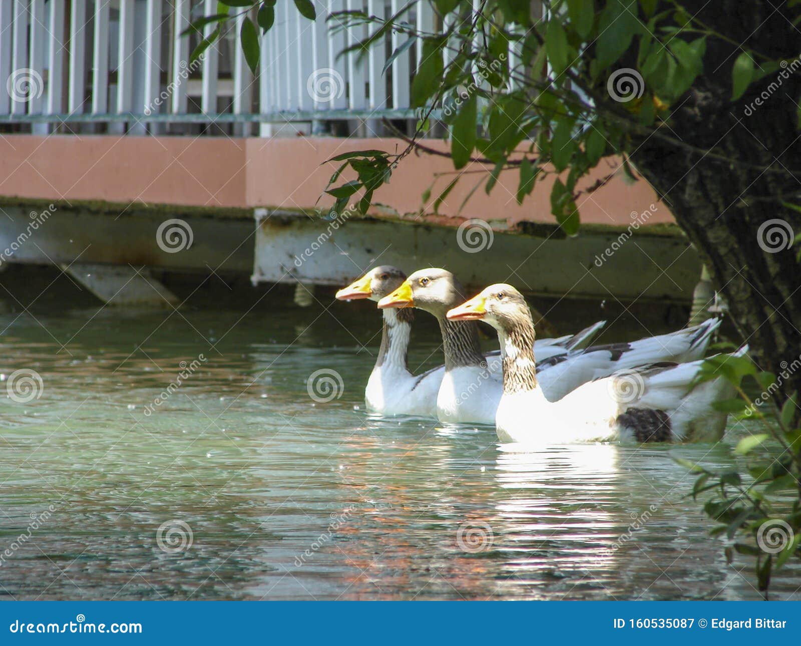 Hasbani River Located in South Lebanon Stock Image - Image of east ...