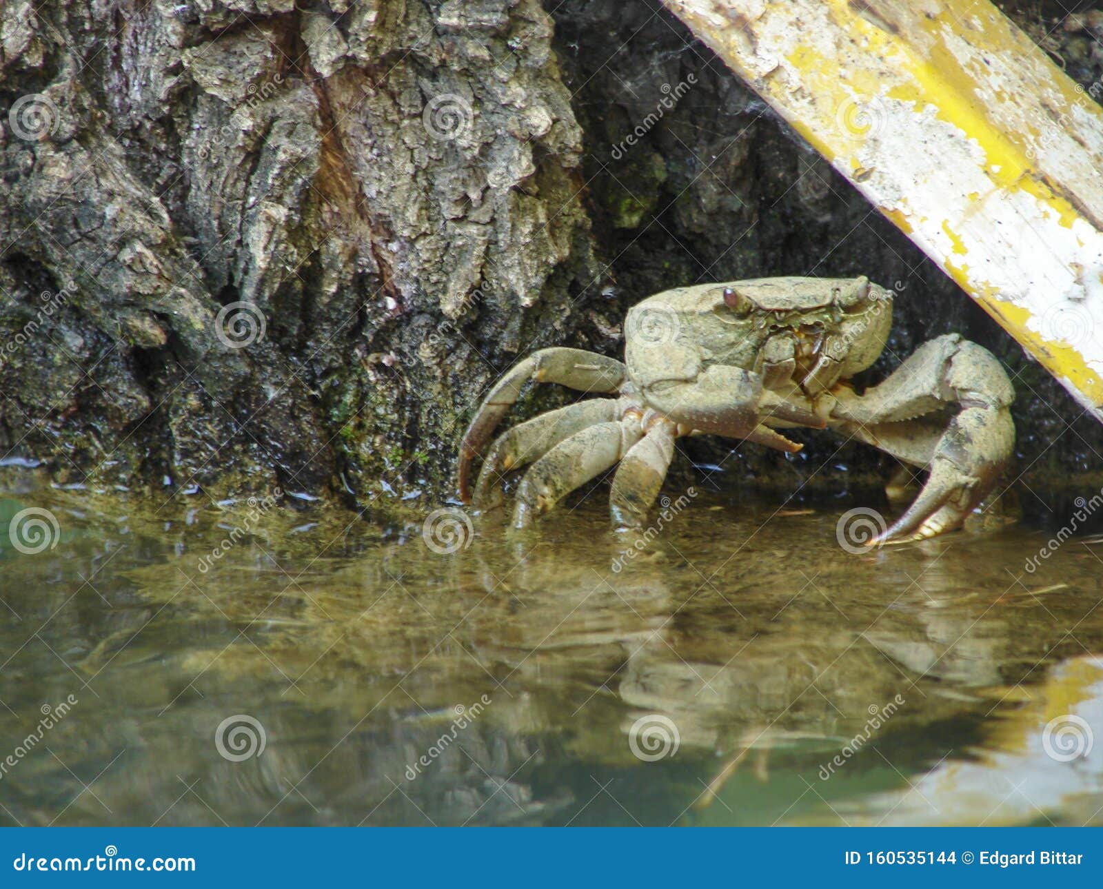 Hasbani River Located in South Lebanon Stock Photo - Image of beauty ...