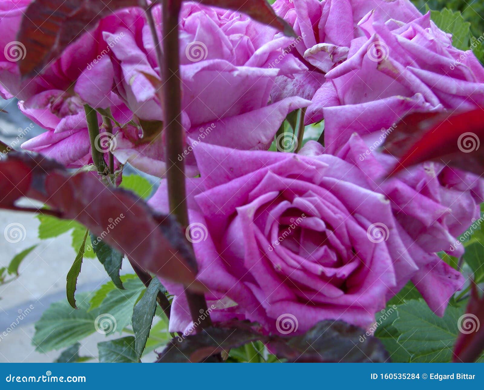Hasbani River Located in South Lebanon Stock Photo - Image of leaf ...