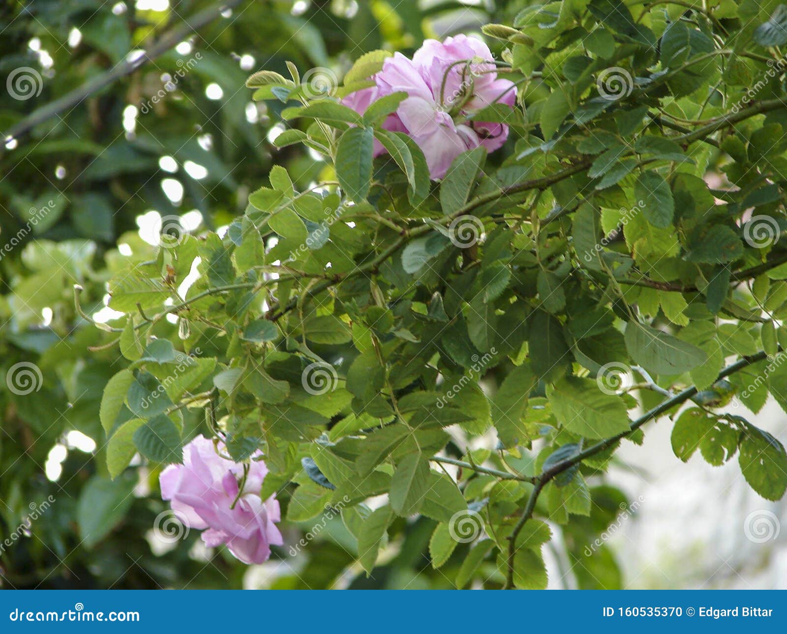 Hasbani River Located in South Lebanon Stock Photo - Image of ...