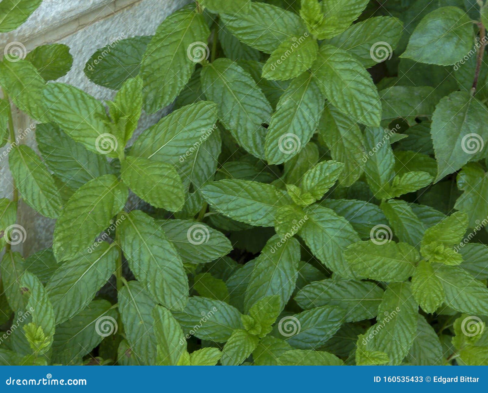 Hasbani River Located in South Lebanon Stock Image - Image of beautiful ...