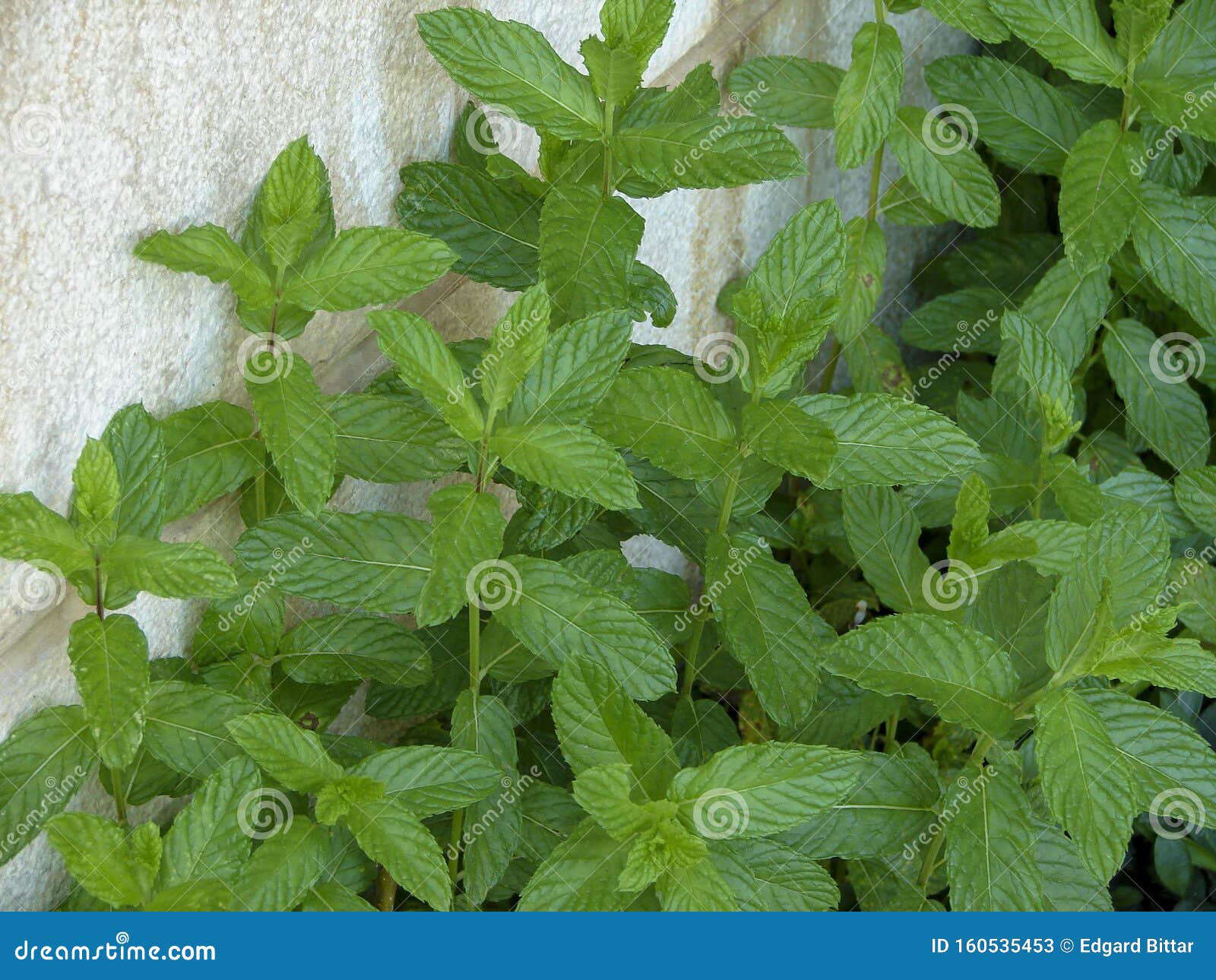 Hasbani River Located in South Lebanon Stock Image - Image of forest ...