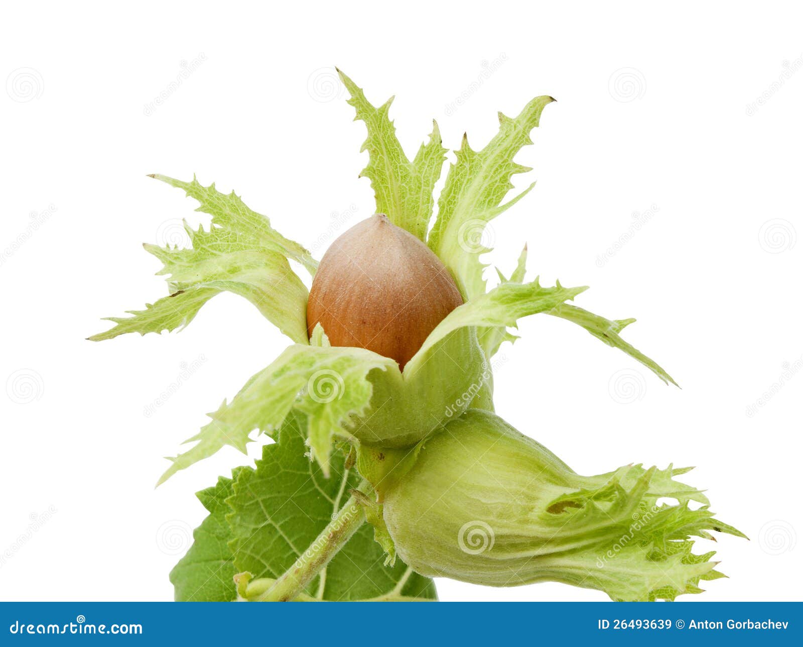 Haselnuss stockbild. Bild von grün, nahrung, zweig, getrennt - 26493639