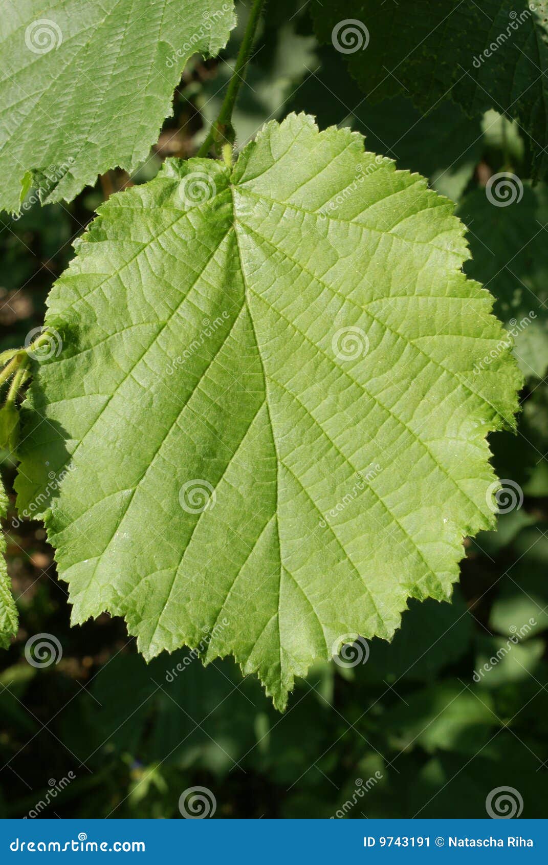 Haselnuss-Blatt stockbild. Bild von muster, frucht, mutter - 9743191