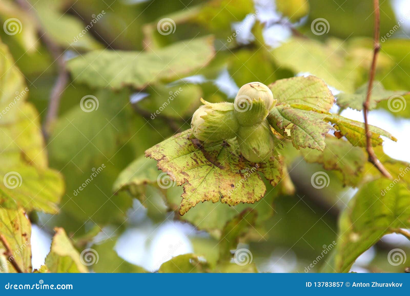 Haselnussbaum stockbild. Bild von vordergrund, gruppe - 13783857