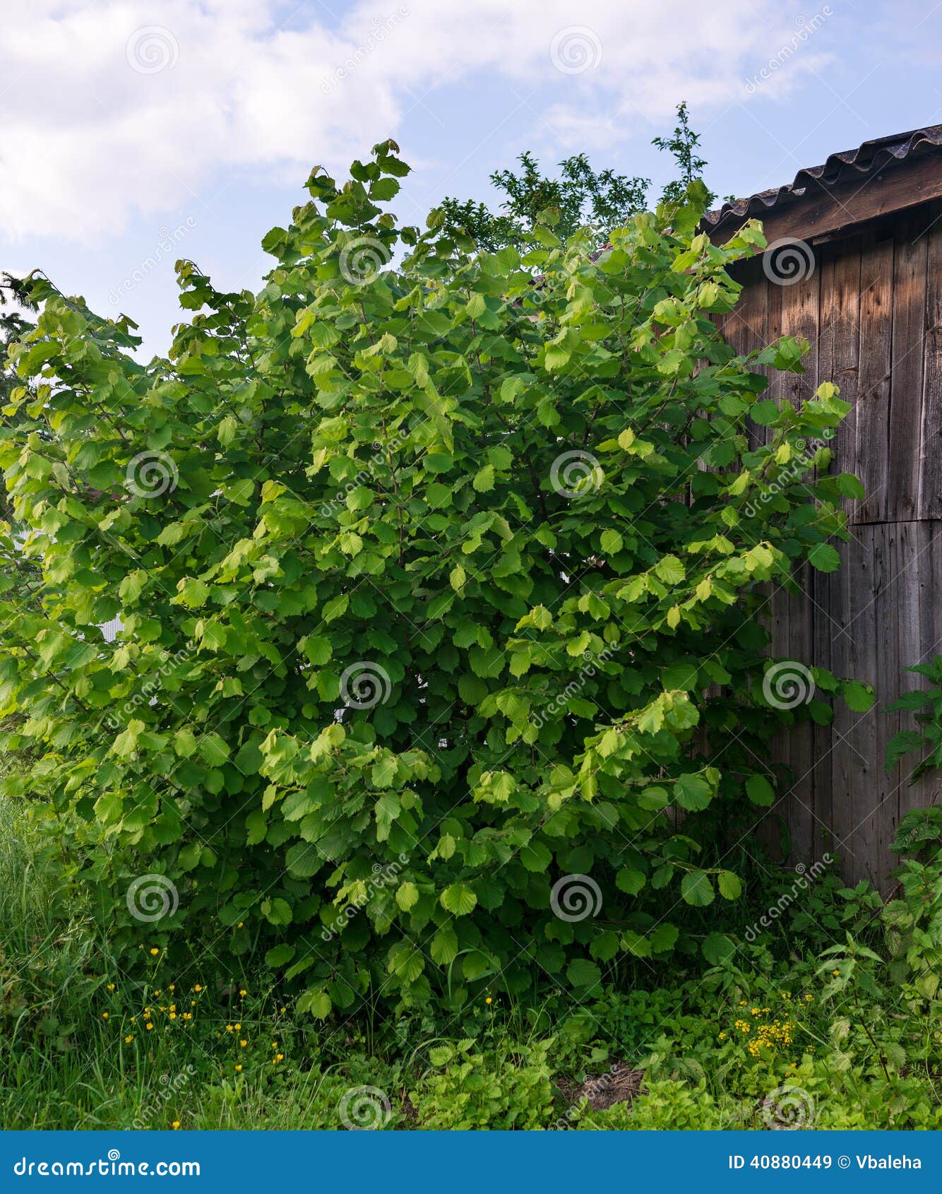 Haselnussbaum stockbild. Bild von bunt, szene, dynamisch - 40880449