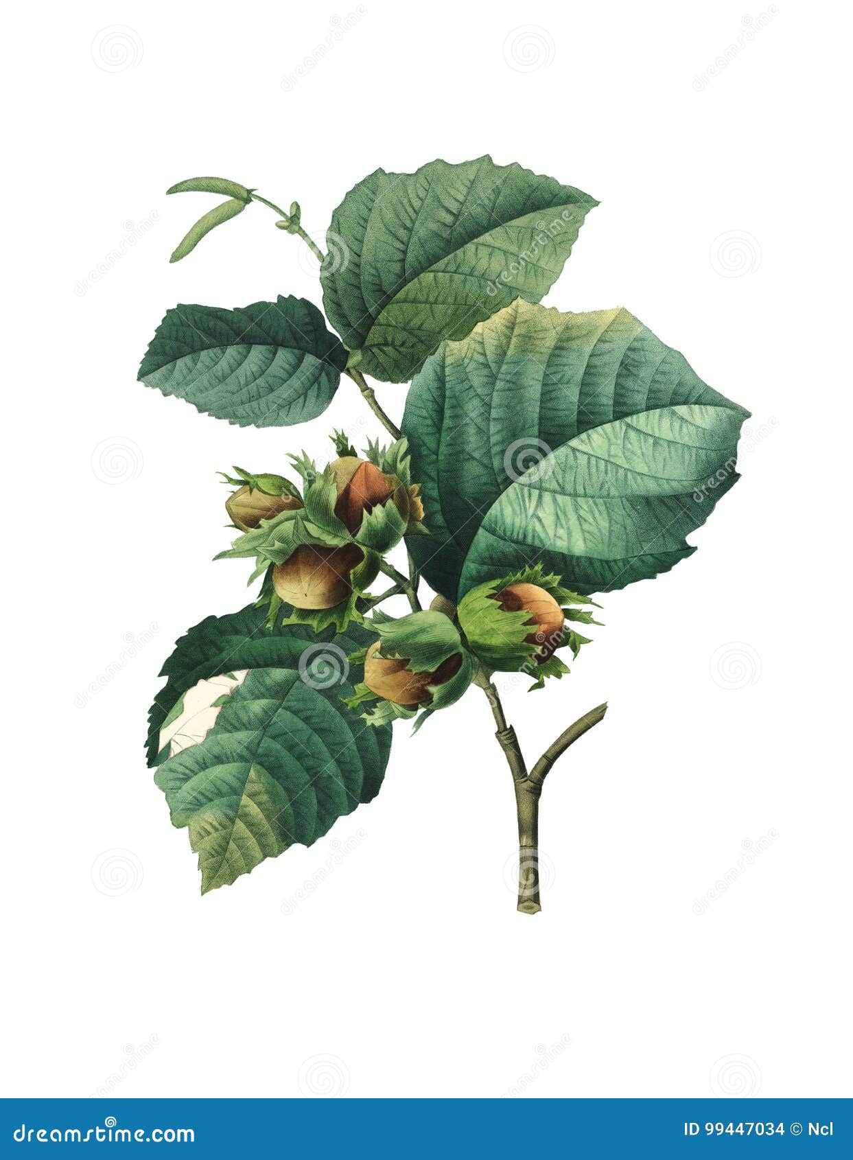 Haselnussbaum Oder Corylusmaxima | Antike Blumen-Illustrationen ...