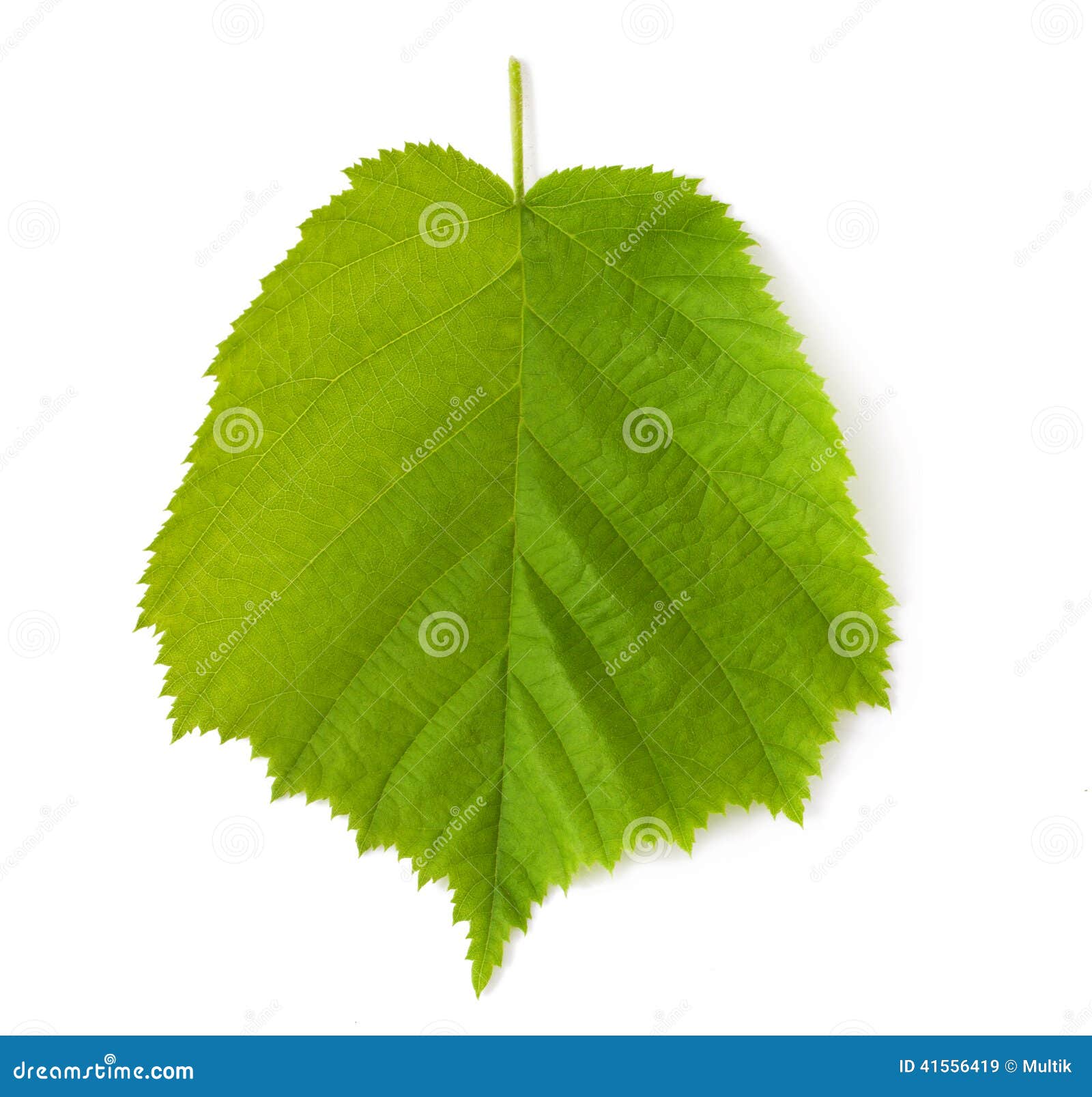 Haselnussblatt stockbild. Bild von grün, blatt, getrennt - 41556419