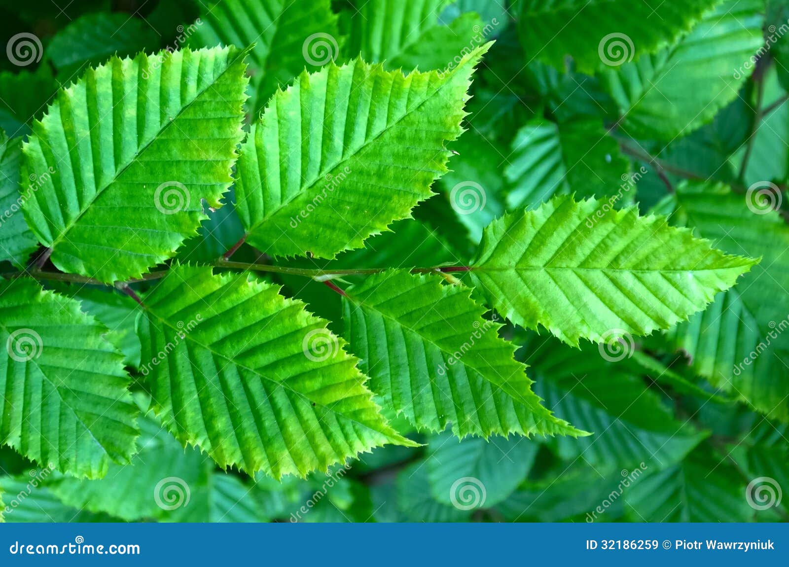 Haselnussblatthintergrund stockbild. Bild von beschaffenheit - 32186259