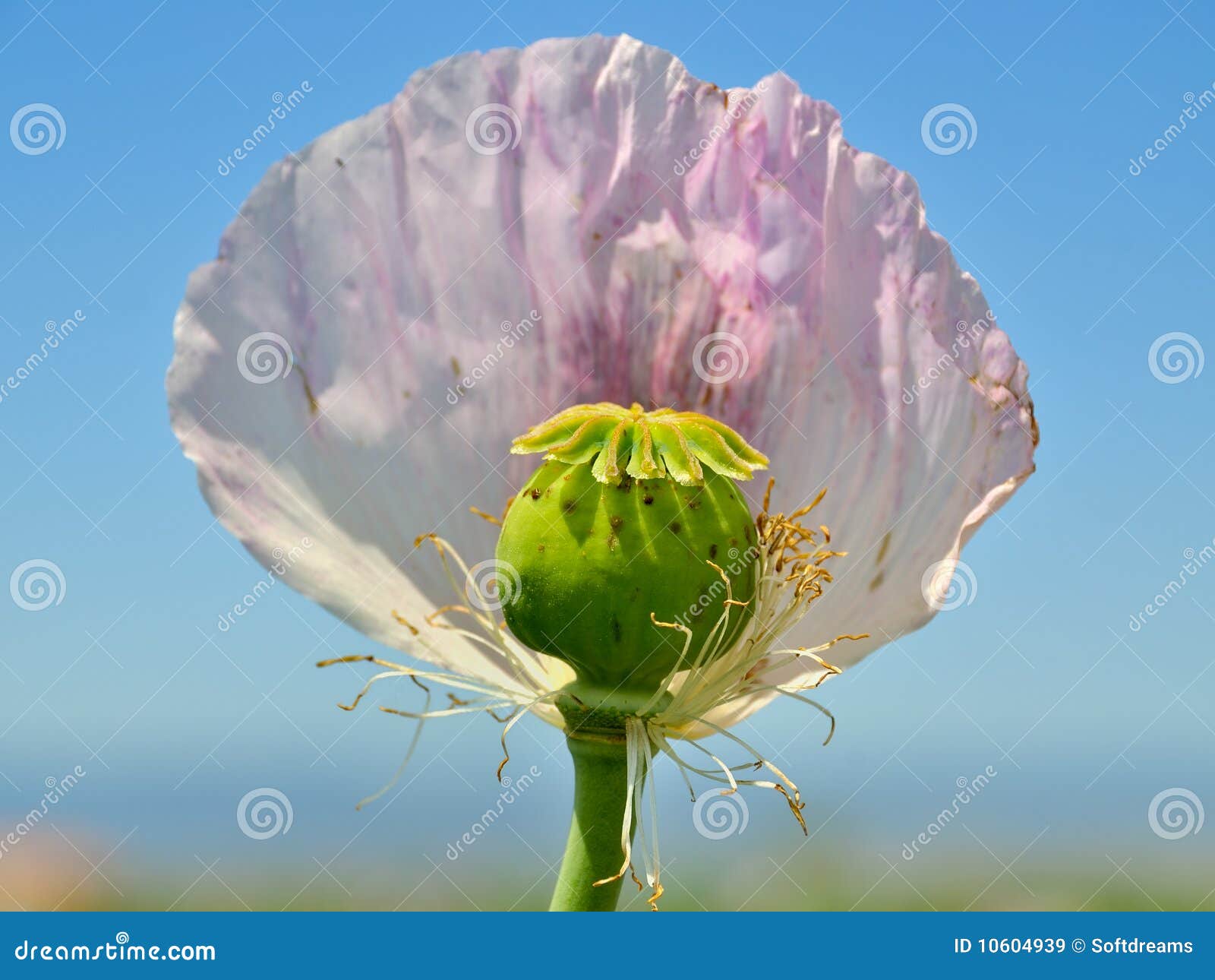 Hashish stock image. Image of flower, doga, hashish, detail - 10604939