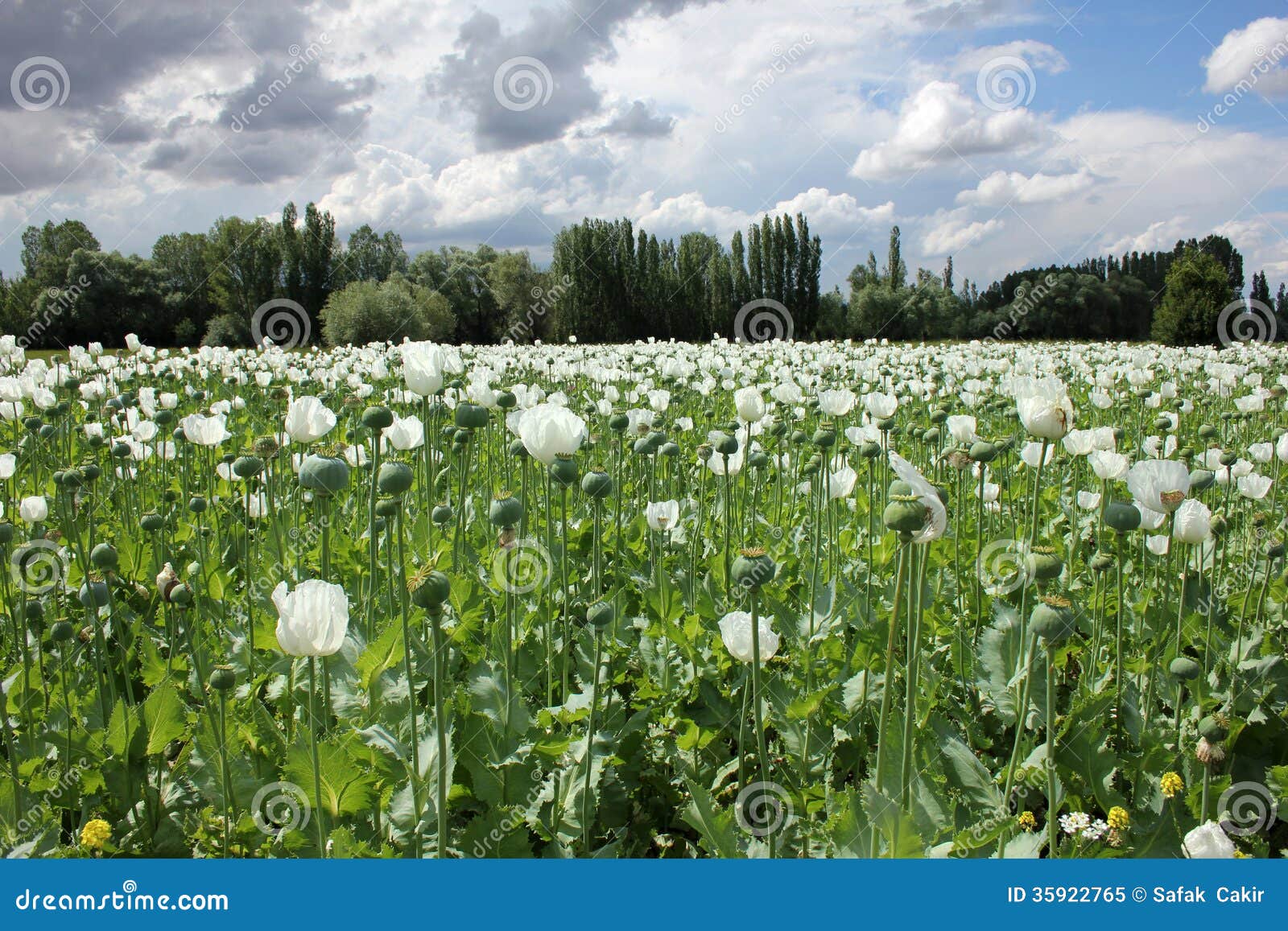 Hashish field stock image. Image of cloud, farming, farm - 35922765