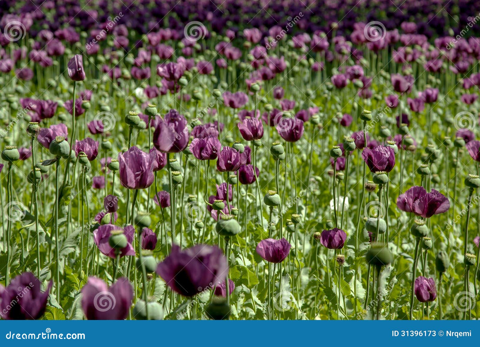 Hashish field stock image. Image of hashish, marijuana - 31396173