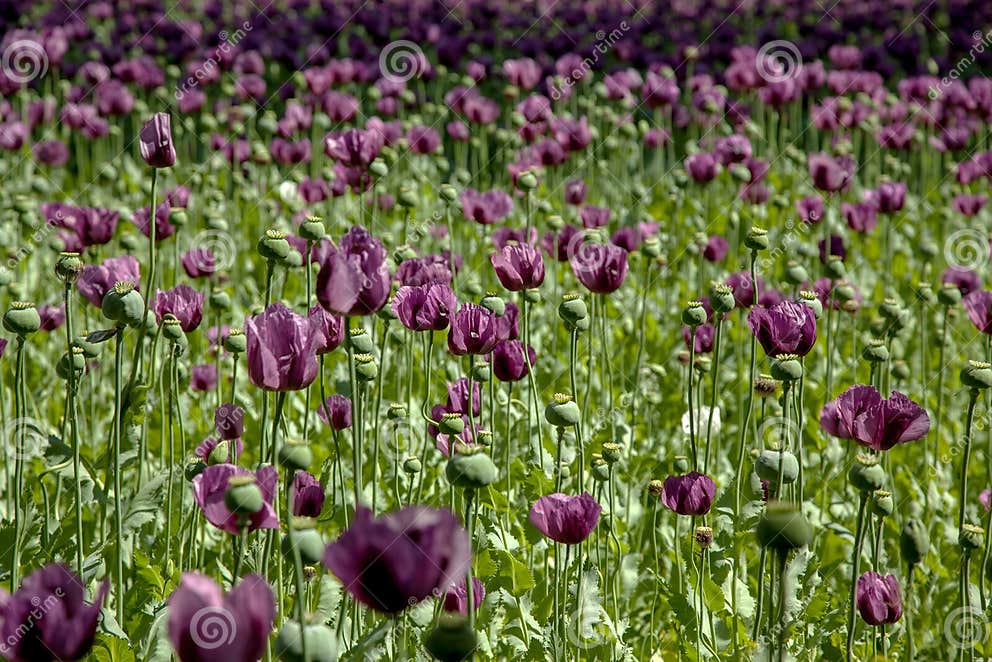 Hashish field stock image. Image of hashish, marijuana - 31396173