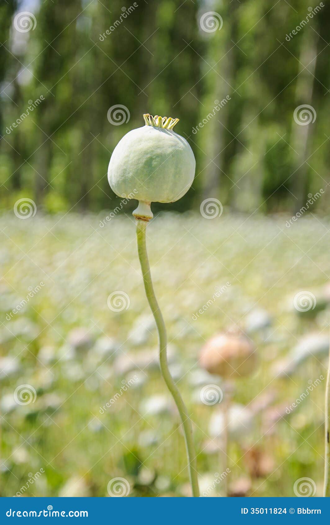 Hashish (papaver) stock photo. Image of garden, ingredient - 35011824