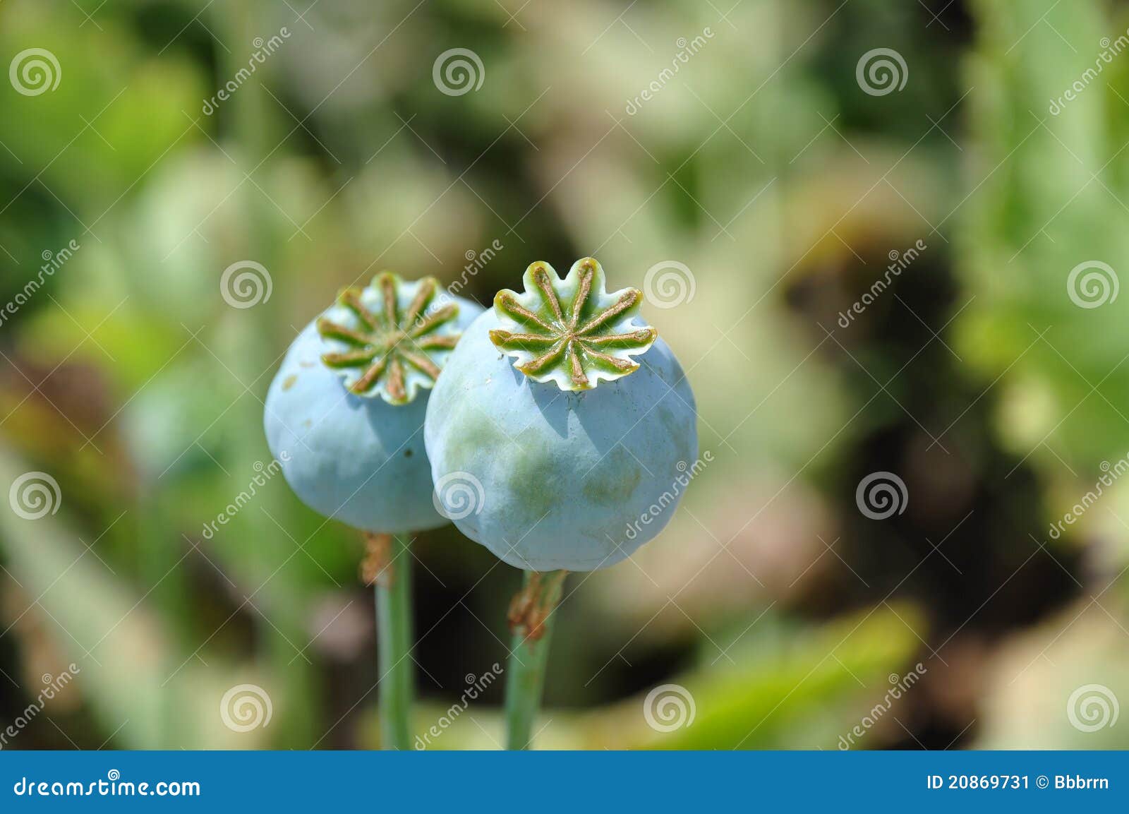 Hashish (poppy) stock image. Image of farming, herb, agricultural ...