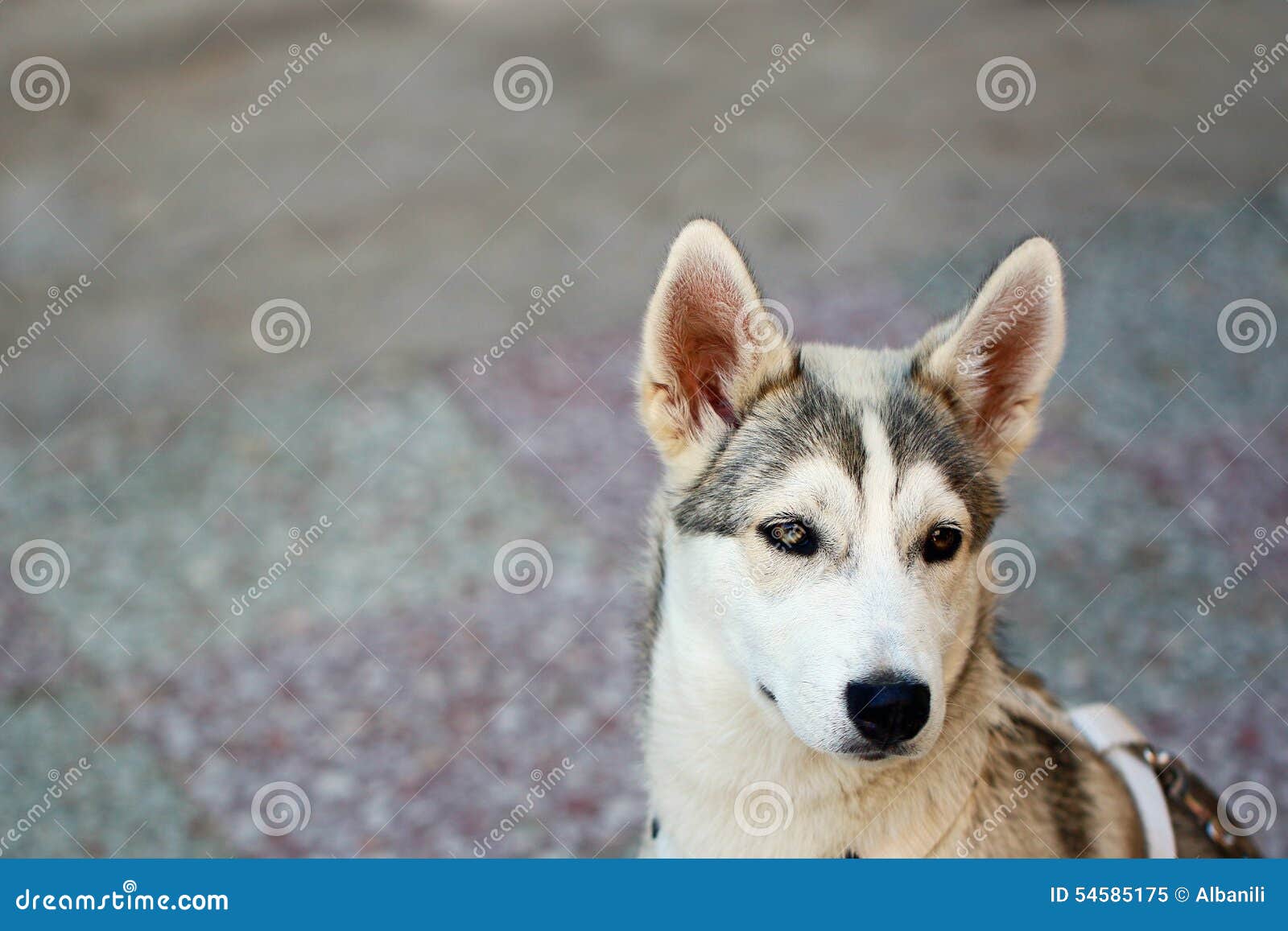 Hasky dog portrait stock image. Image of view, outdoor - 54585175