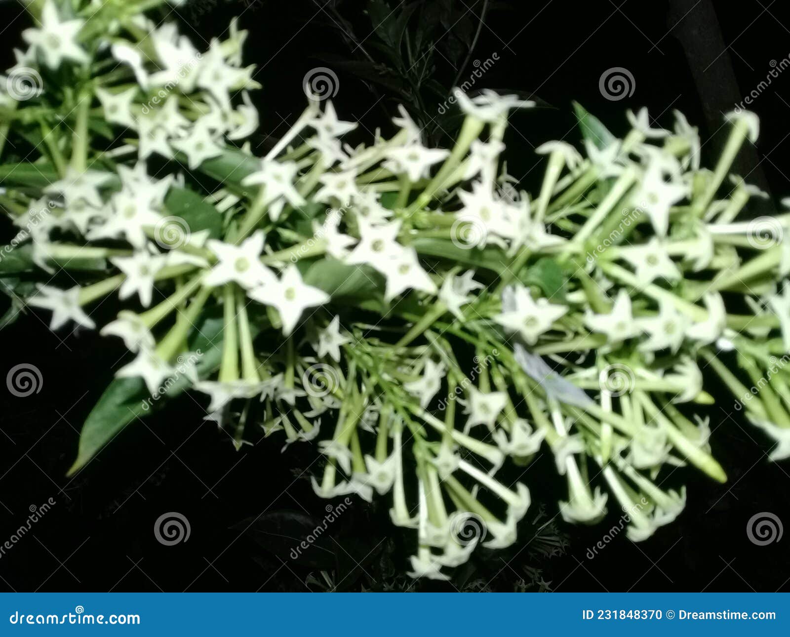 Hasnahena stock photo. Image of nice, quin, flower, night - 231848370