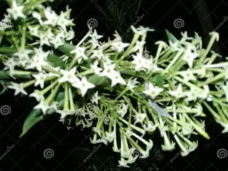 Hasnahena stock photo. Image of nice, quin, flower, night - 231848370