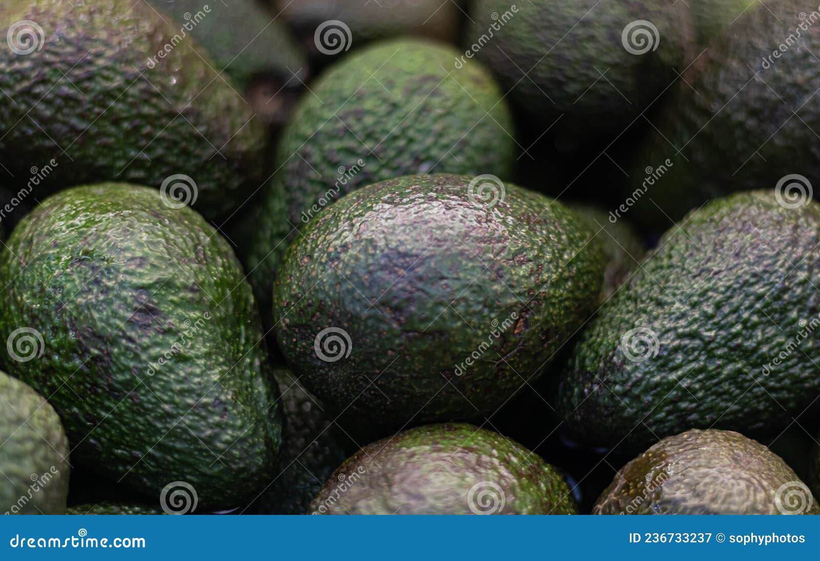 The Hass Avocado is a Cultivar of Avocado with Dark Green-colored ...