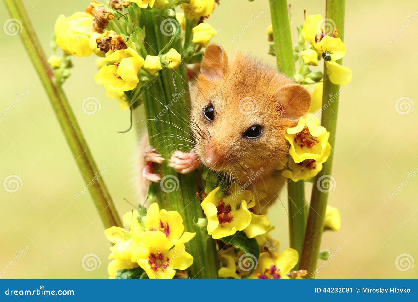 Hasselmus på mullein fotografering för bildbyråer. Bild av dormus ...