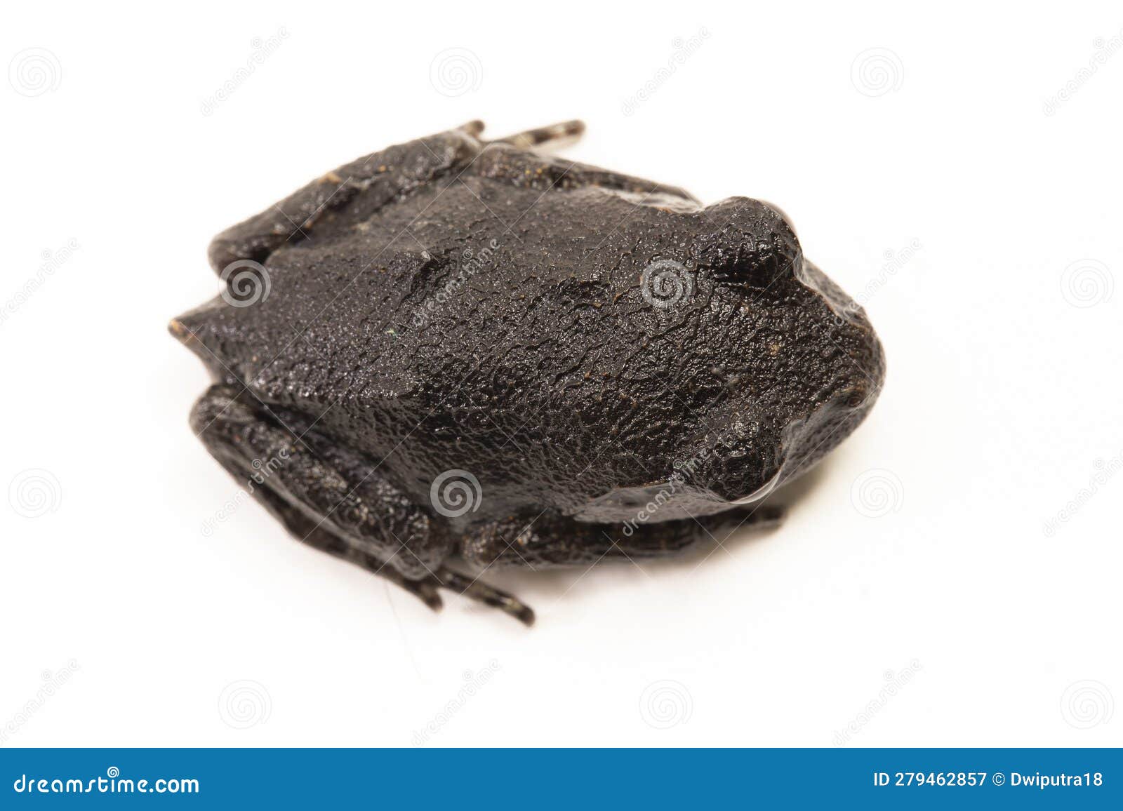 Hasselt S Toad, Java Spadefoot Toad, Hasselt S Litter Frog ...