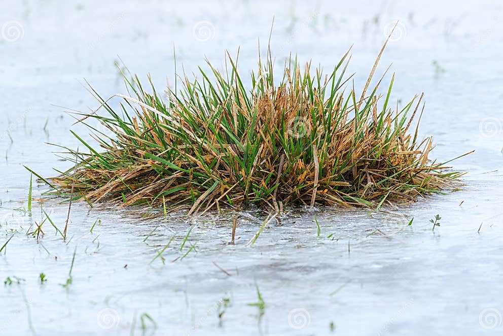 Hassock trapped in ice stock image. Image of bright, plant - 38020743