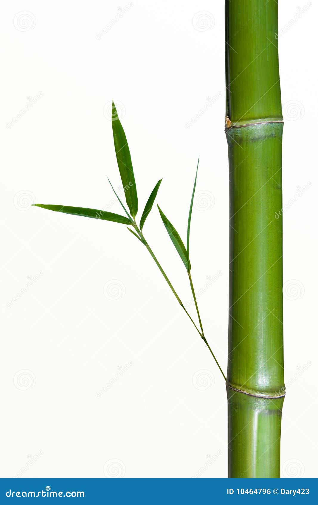 Haste de bambu foto de stock. Imagem de nave, bambu, haste - 10464796