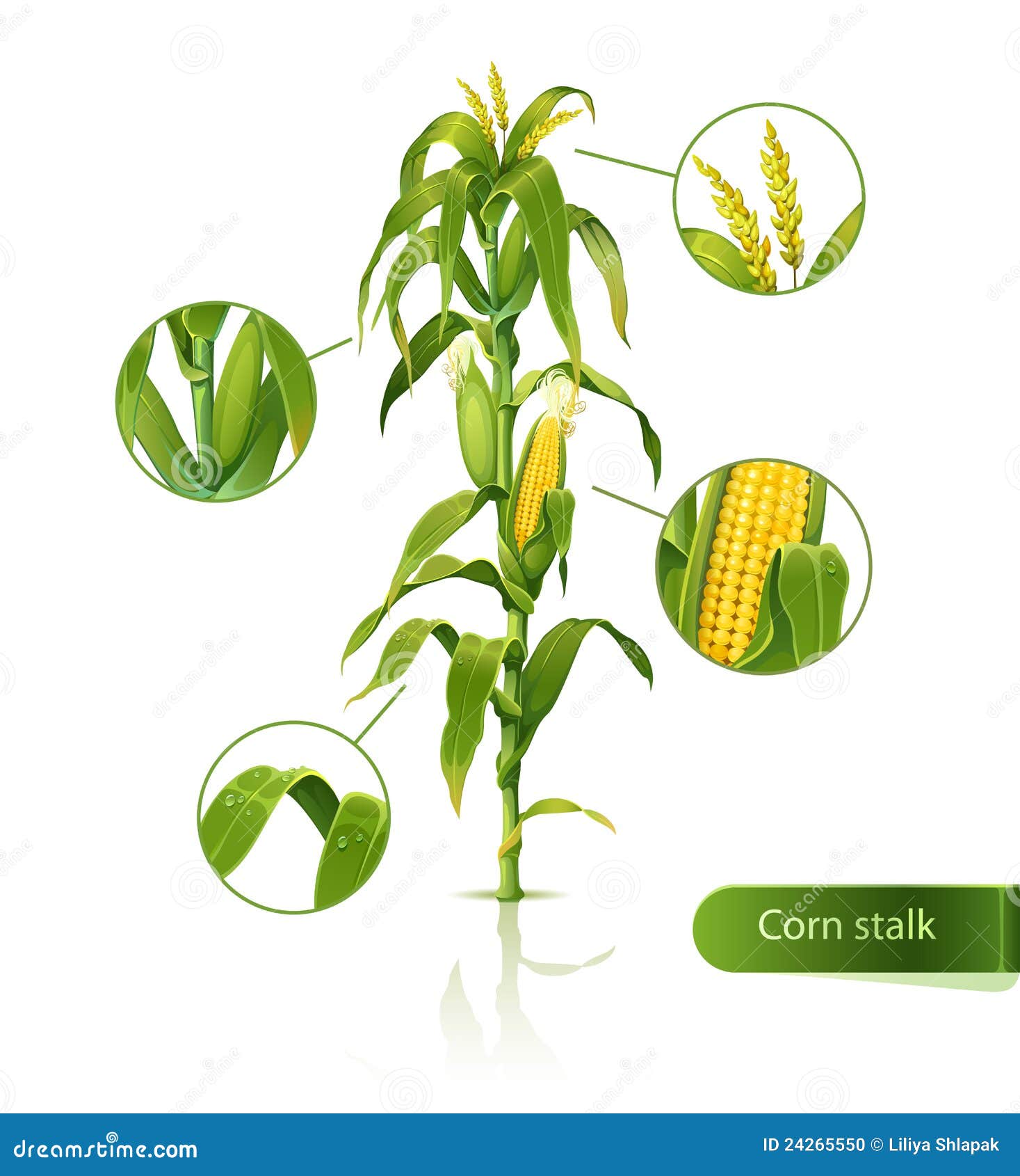 Haste do milho. ilustração do vetor. Ilustração de forragem - 24265550