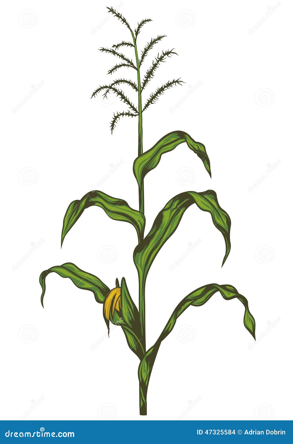 Haste do milho ilustração do vetor. Ilustração de cubo - 47325584