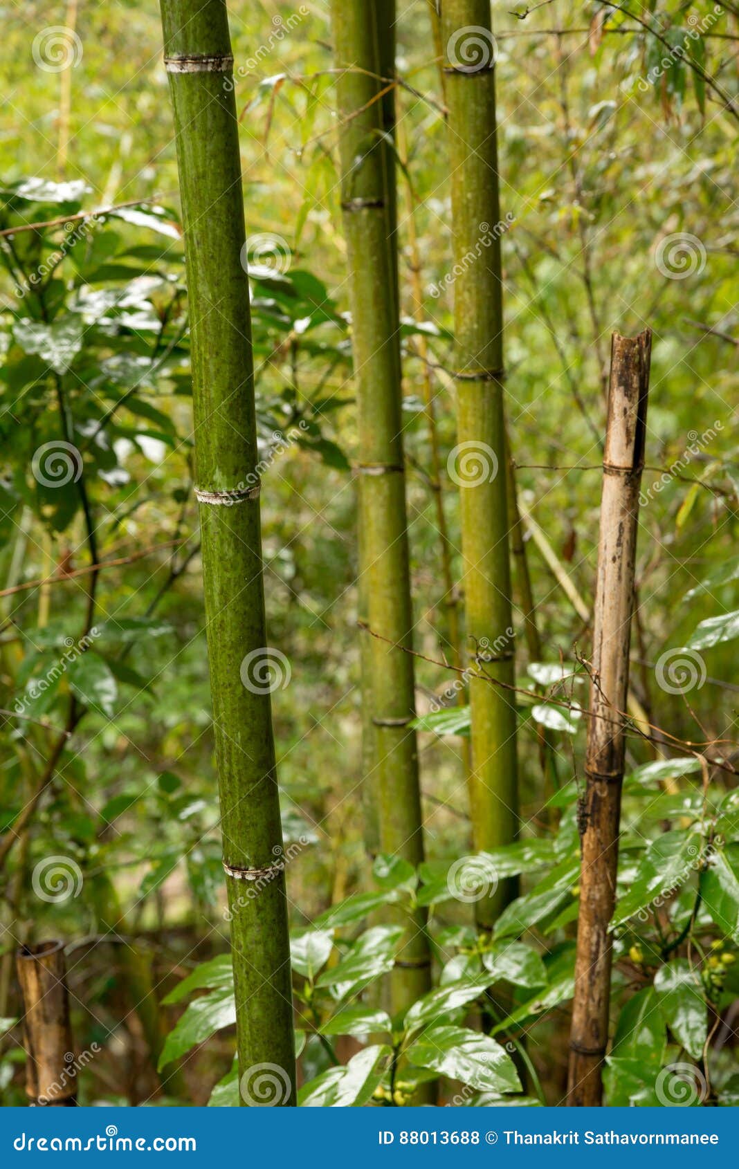 Hastes De Bambu De Madake Na Floresta Japonesa Foto de Stock - Imagem ...