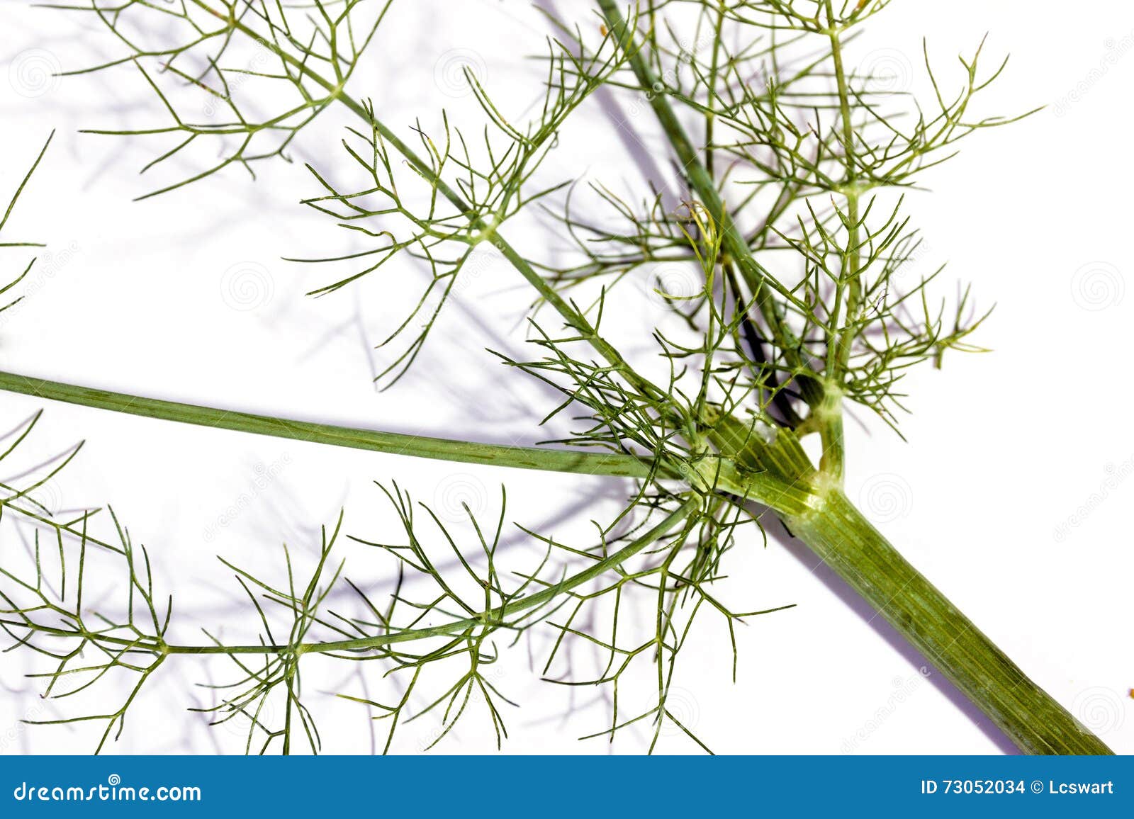 Hastes E Folhas Da Planta Da Erva-doce No Branco Foto de Stock - Imagem ...