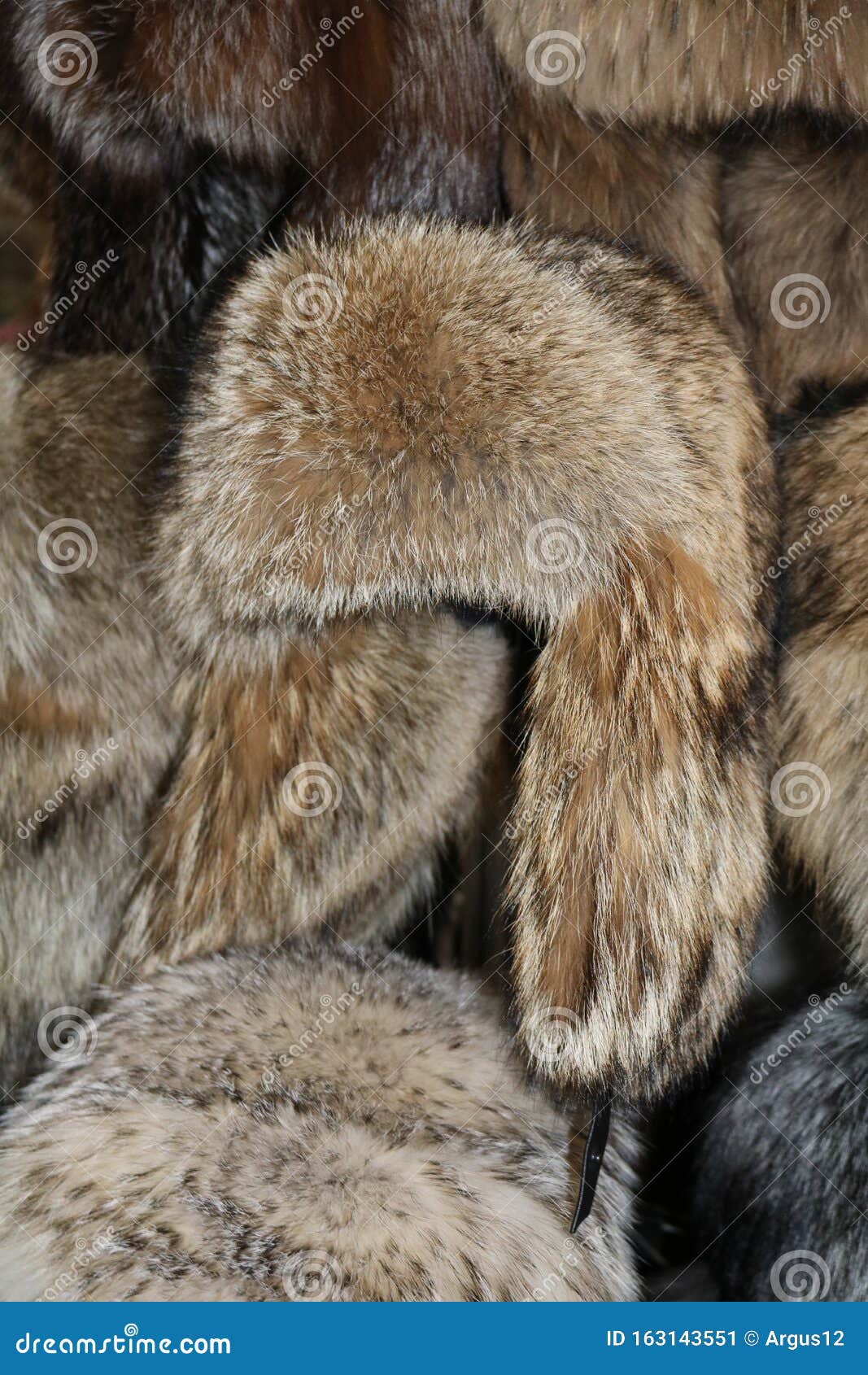 Hat made of raccoon stock image. Image of nature, expensive - 163143551