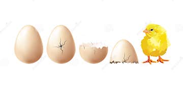 Hatch stock vector. Illustration of graphic, feathers - 16842293