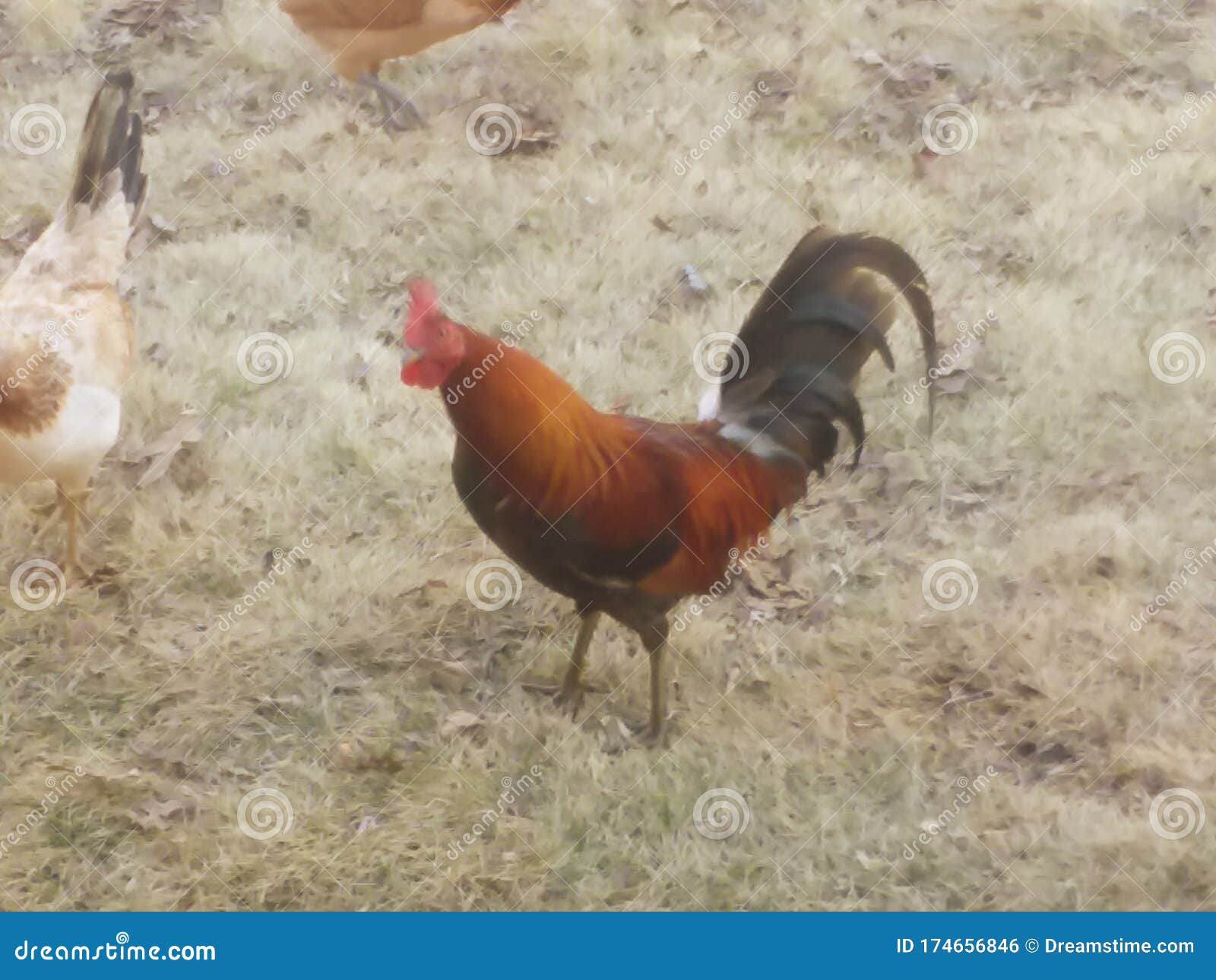 Hatch/blue stock photo. Image of bird, damn, good, looking - 174656846