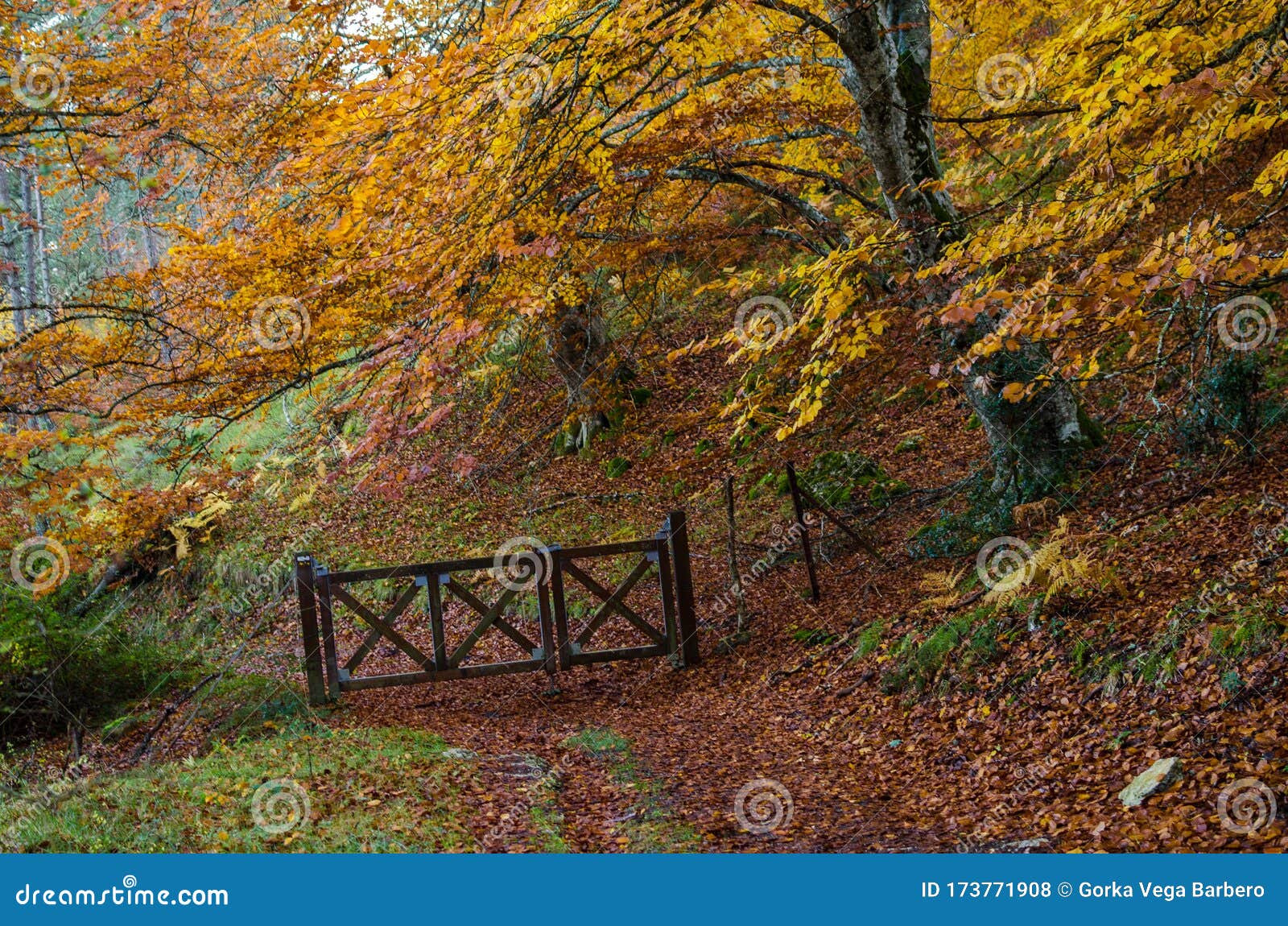 Hatch in the forest stock photo. Image of leaving, direction - 173771908