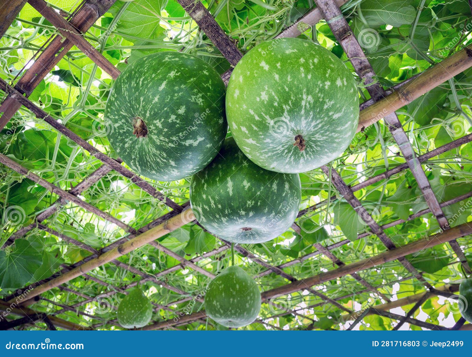 Hatch fresh water. stock image. Image of hatch, agriculture - 281716803