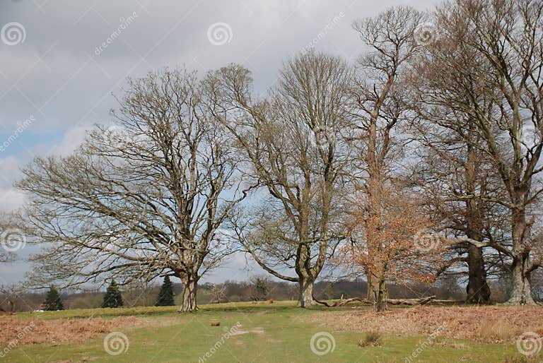 Hatch Park, England stock photo. Image of countryside - 12073688