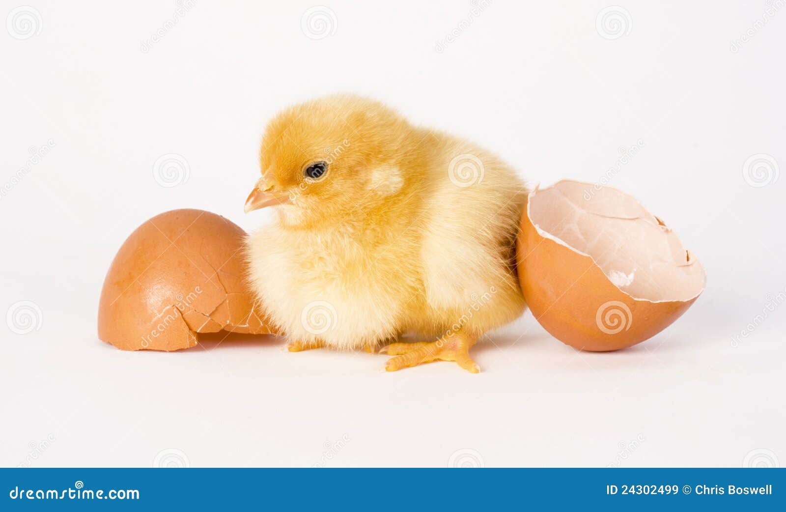 Freshly Hatched Chicken Stands by Egg Shells Stock Image - Image of ...