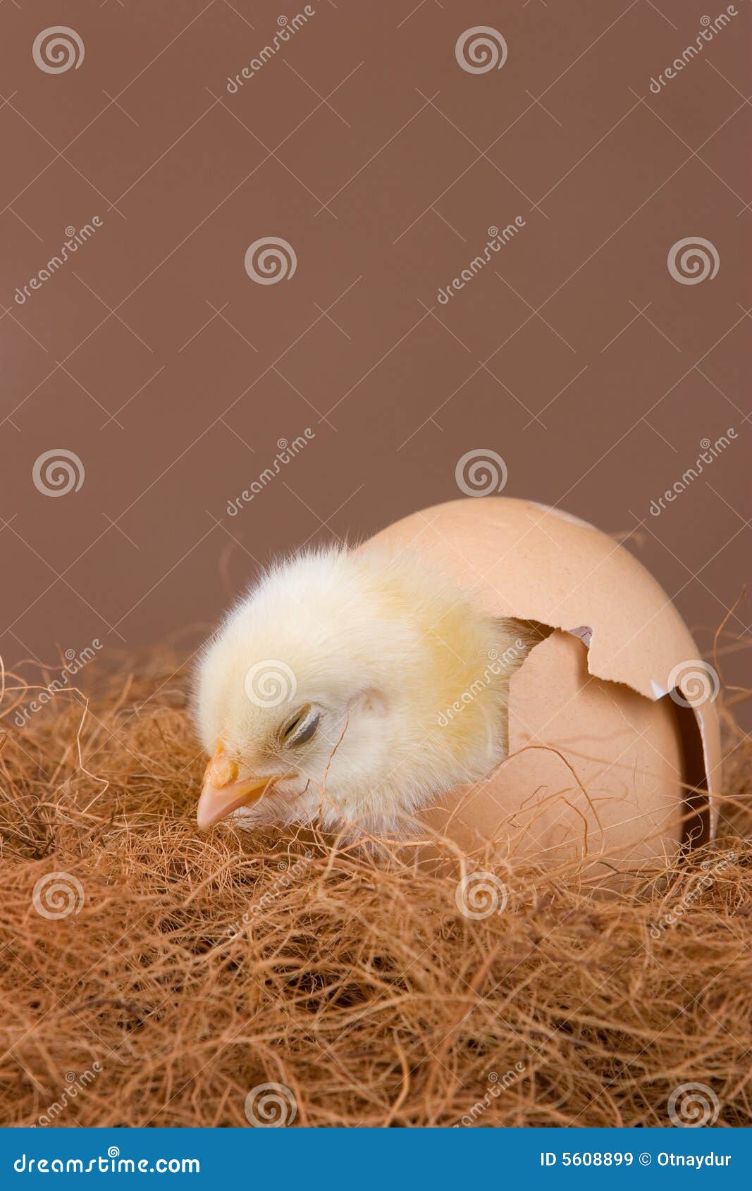 Hatched chick stock image. Image of hatch, young, small - 5608899