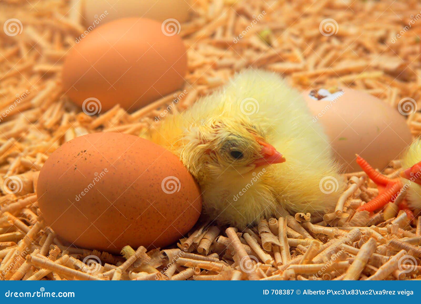 Hatched chick stock image. Image of holiday, birth, born - 708387